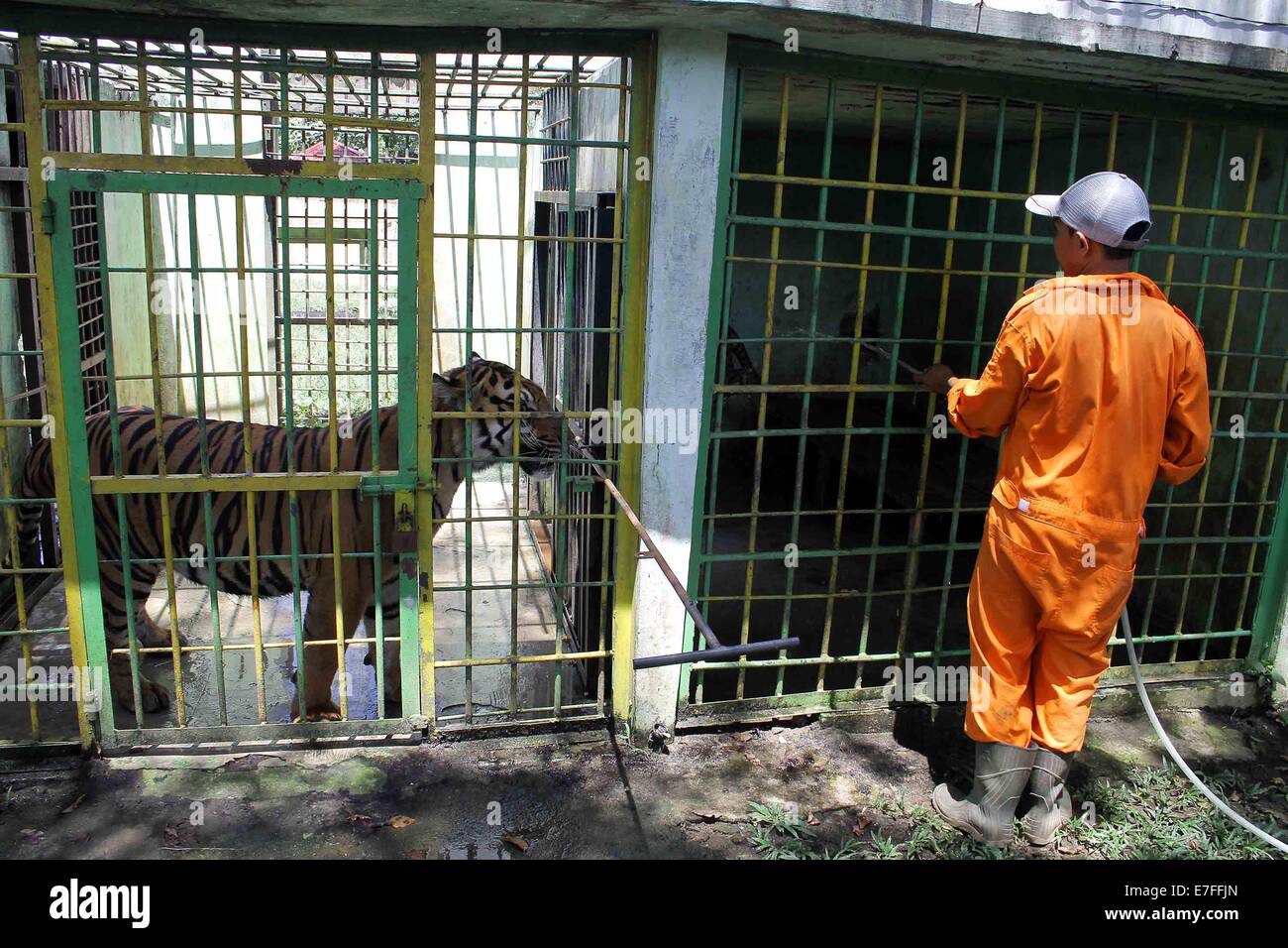 Medan Zoo, Sumatra, Indonesia. 16th September, 2014. Officer feed ...