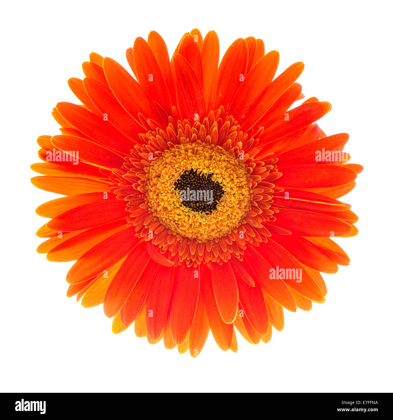 red gerbera flower head isolated on white background Stock Photo - Alamy