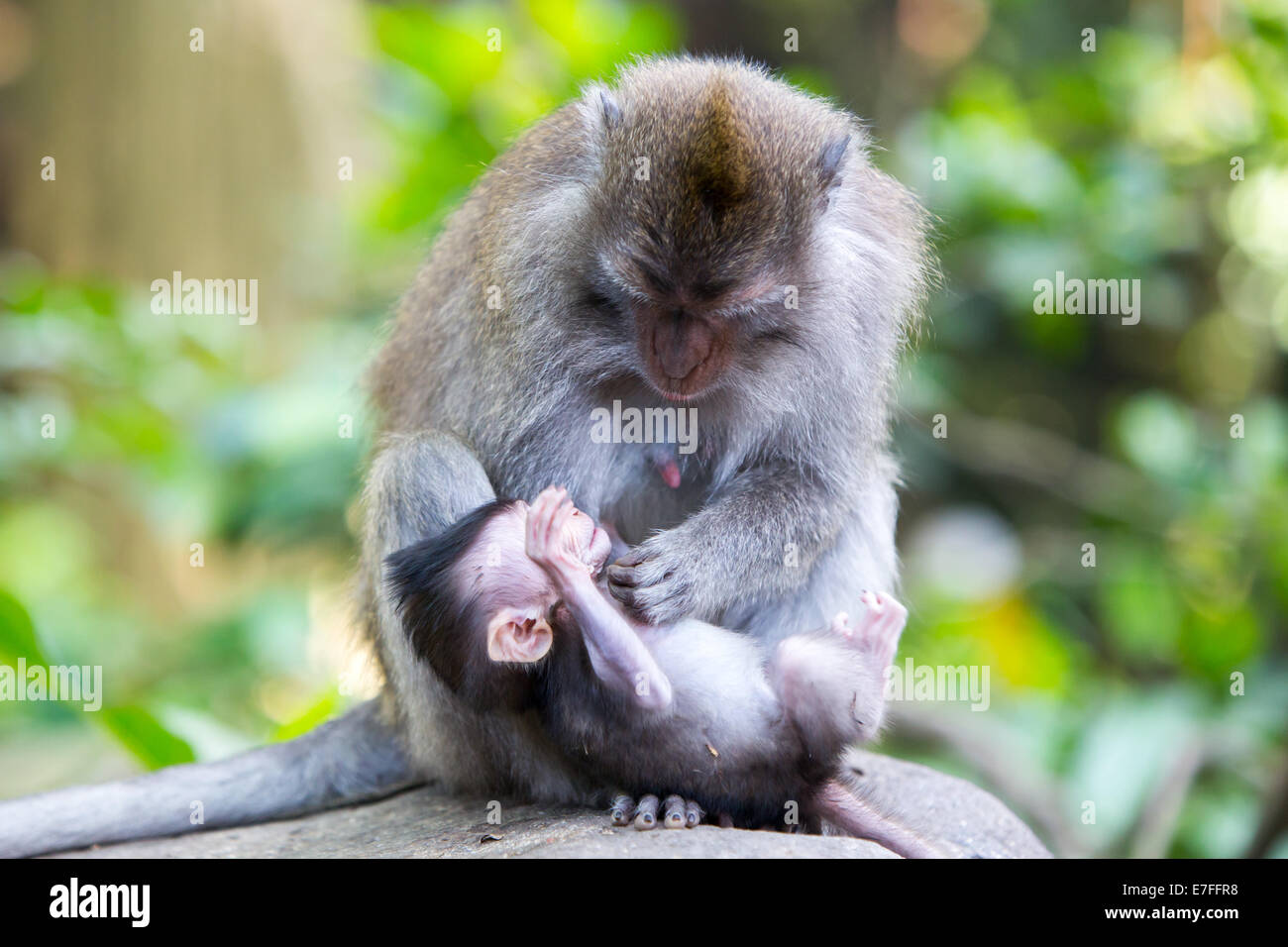 A protective mother protects and plays with her baby in Monkey Forest ...