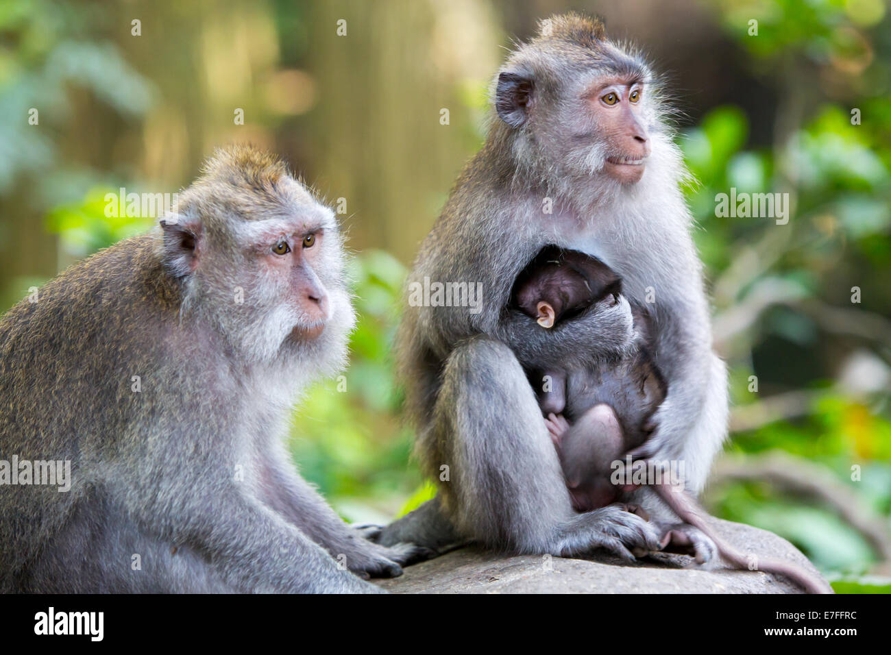 A protective mother protects her baby in Monkey Forest, Ubud, Bali ...