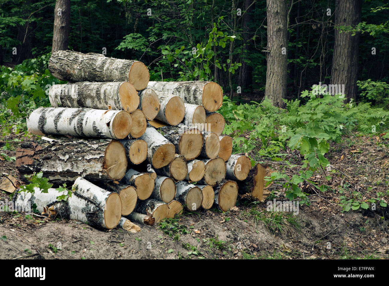 Wood stack in a forest during logging operations Stock Photo - Alamy
