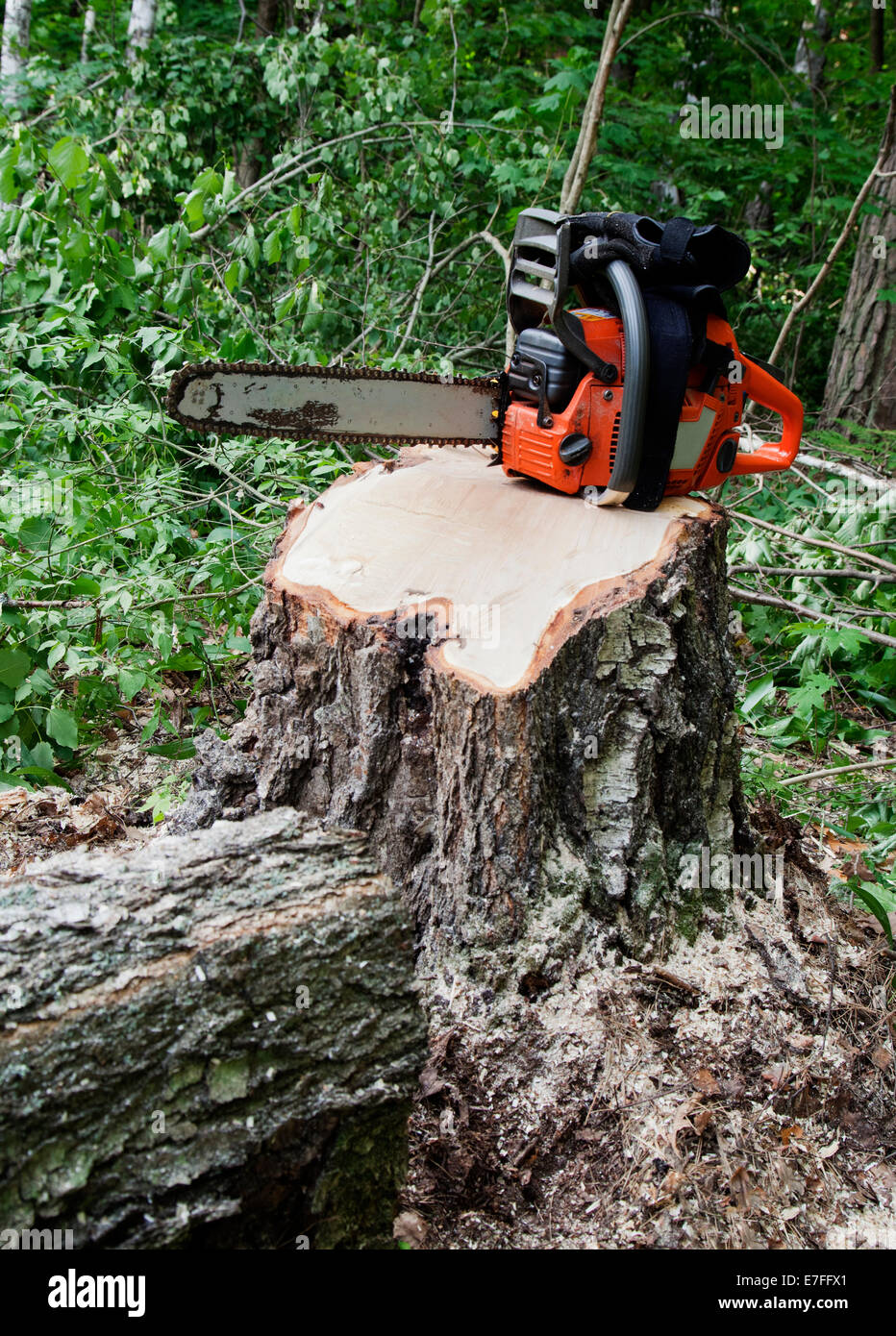 Chainsaw on a stump of a recently sawed down tree Stock Photo - Alamy