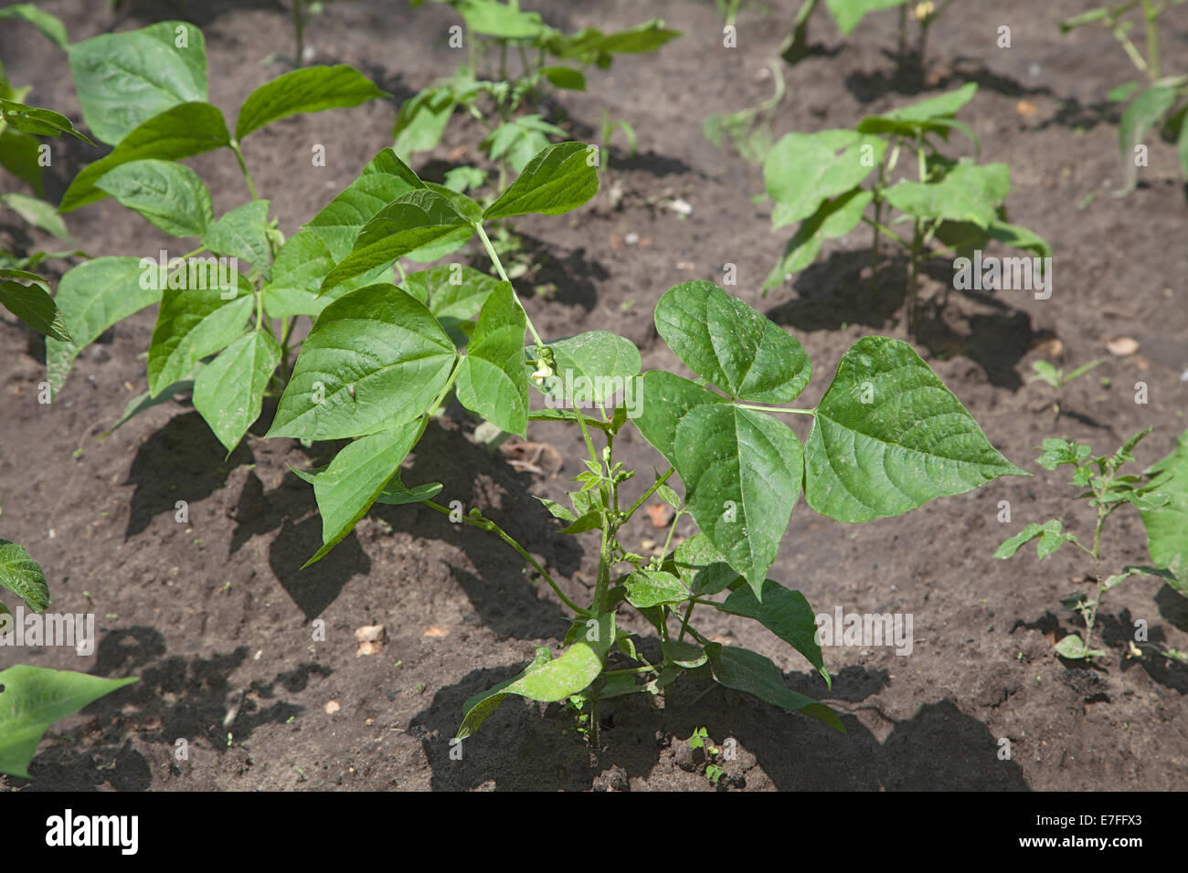 Sprouts of kidney beans in a vegetable garden Stock Photo - Alamy