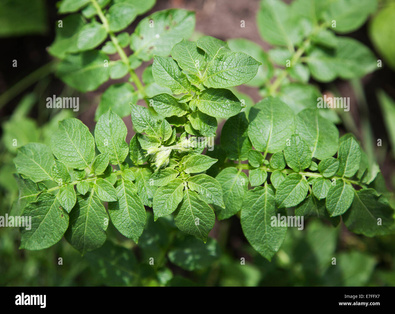 Green potato leaves in a vegetable garden Stock Photo - Alamy