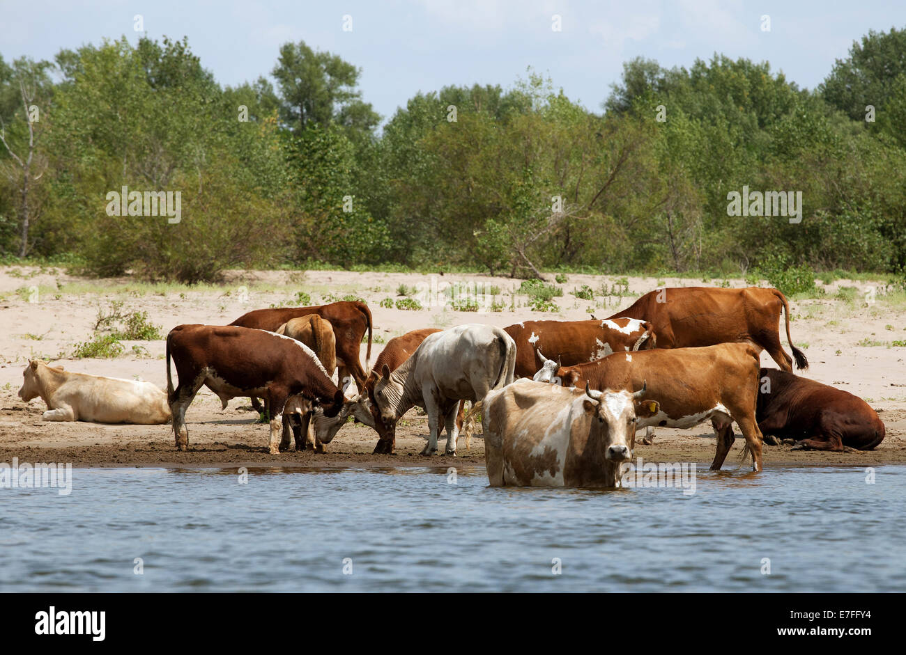 Animal drinking water stream river hi-res stock photography and images ...