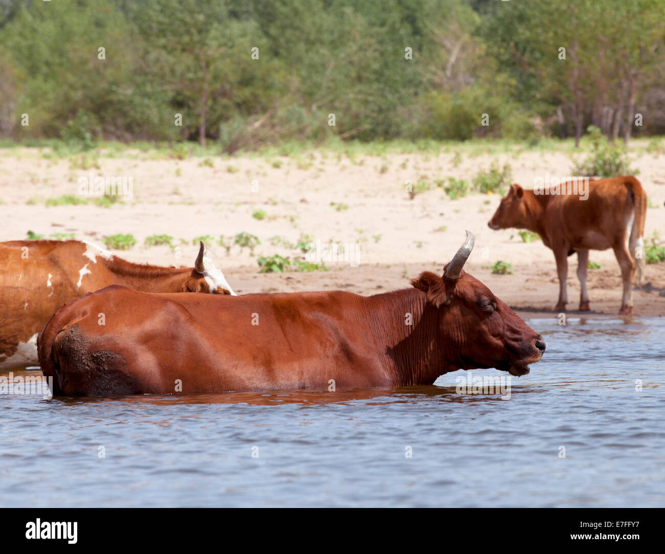 Cows drinking swimming riverbank hi-res stock photography and images ...