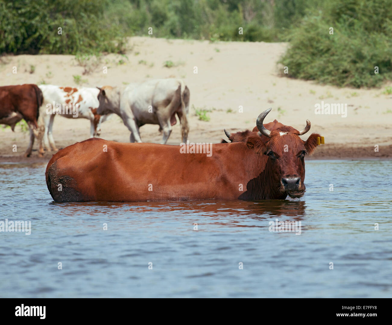 Cow swimming hi-res stock photography and images - Alamy