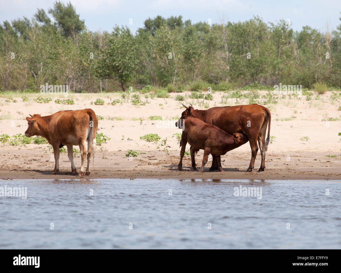 Animal drinking water stream river hi-res stock photography and images ...