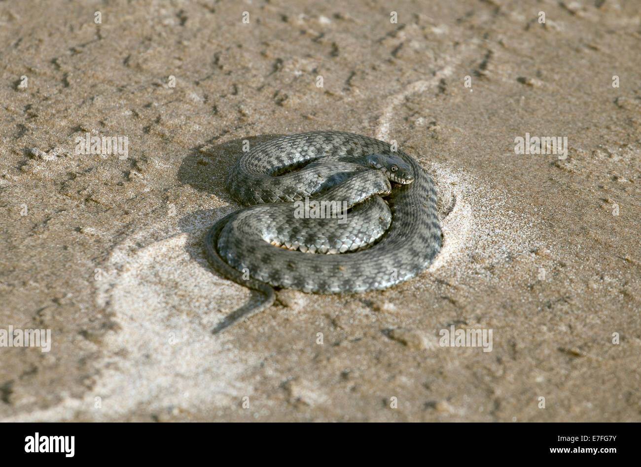 Common sand adder hi-res stock photography and images - Alamy