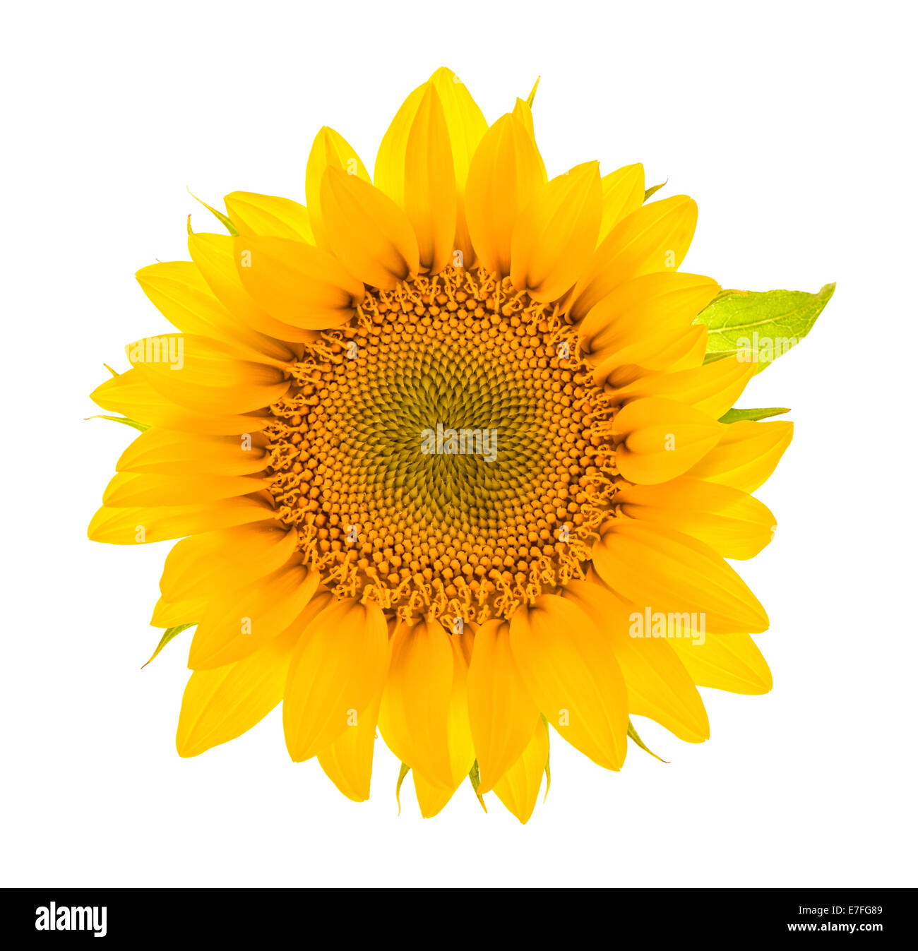 Beautiful single flower hi-res stock photography and images - Alamy