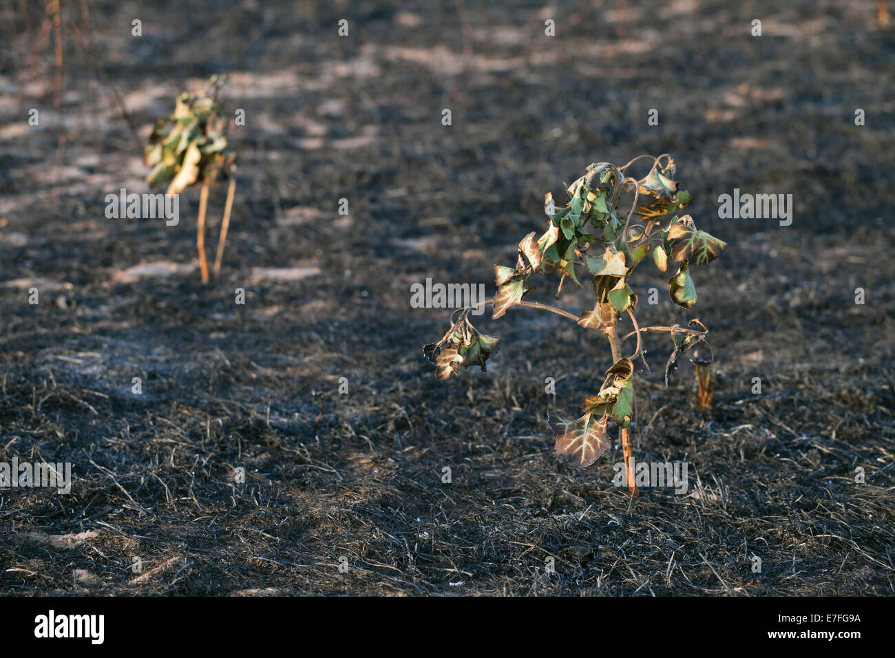 Burnt plants hi-res stock photography and images - Alamy