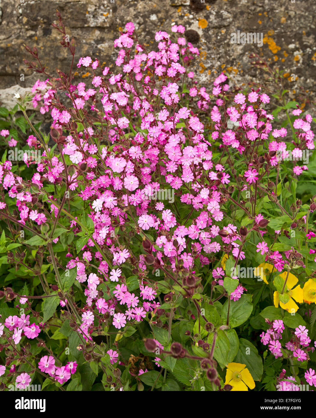 Red campion wildflowers at buckden Stock Photo - Alamy