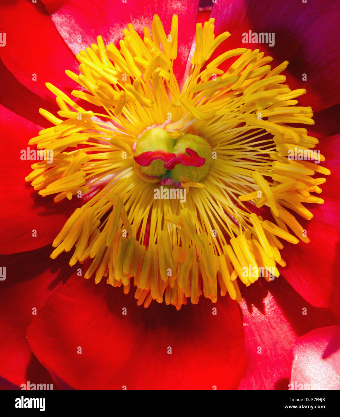 Daisy stamens hi-res stock photography and images - Alamy