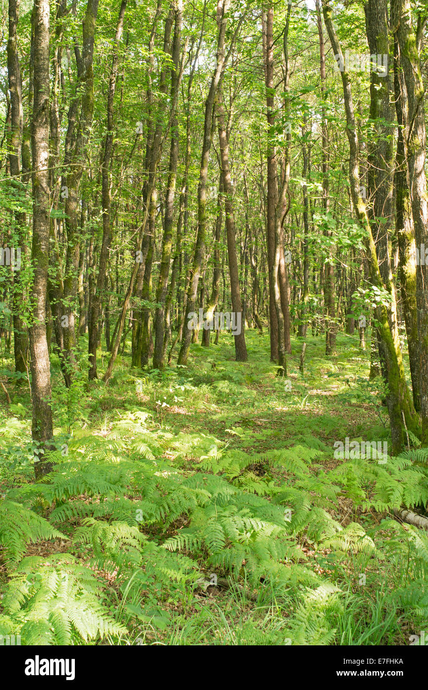 Trees ferns in french national hi-res stock photography and images - Alamy