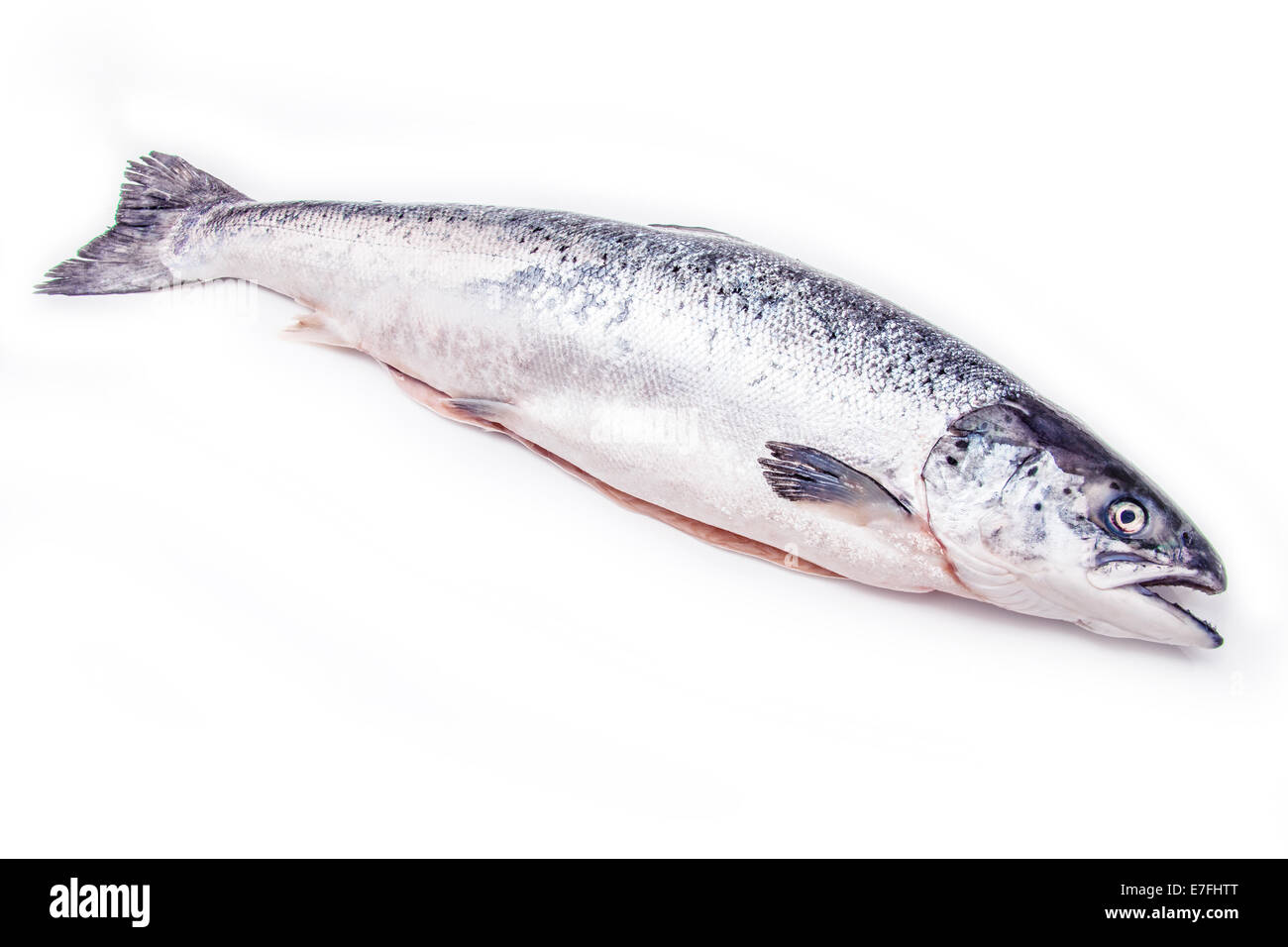 Scottish Atlantic Salmon (Salmo solar) whole fish, isolated on a white ...