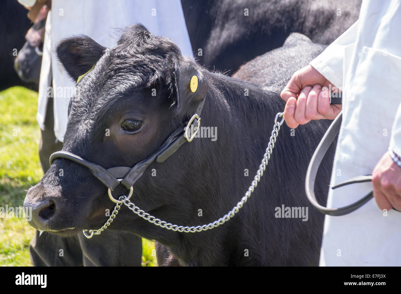 A calf at The Otley Agricultural Show Stock Photo - Alamy