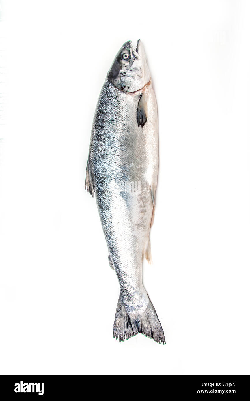 Scottish Atlantic Salmon (Salmo solar) whole fish, isolated on a white ...