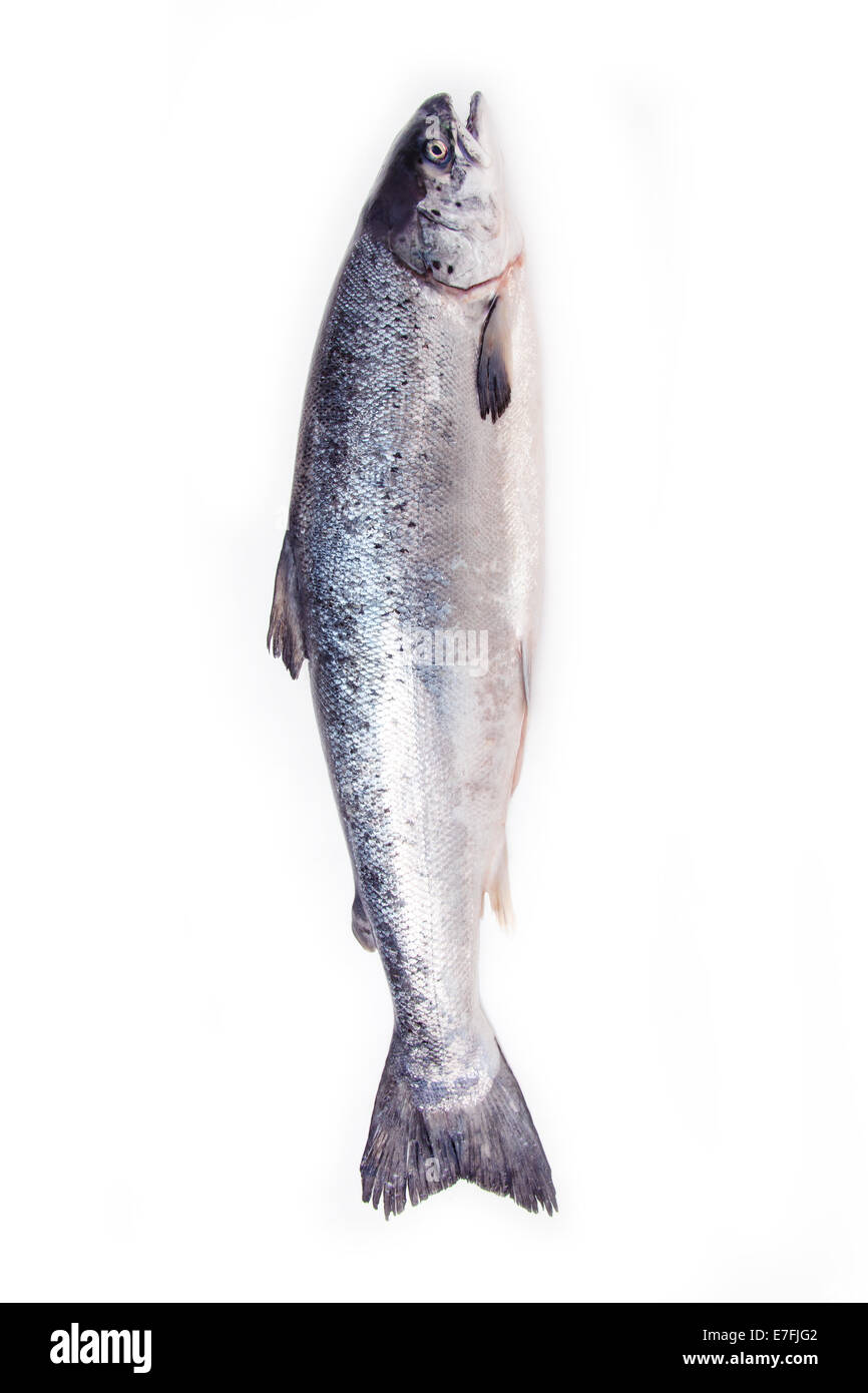 Scottish Atlantic Salmon (Salmo solar) whole fish, isolated on a white ...