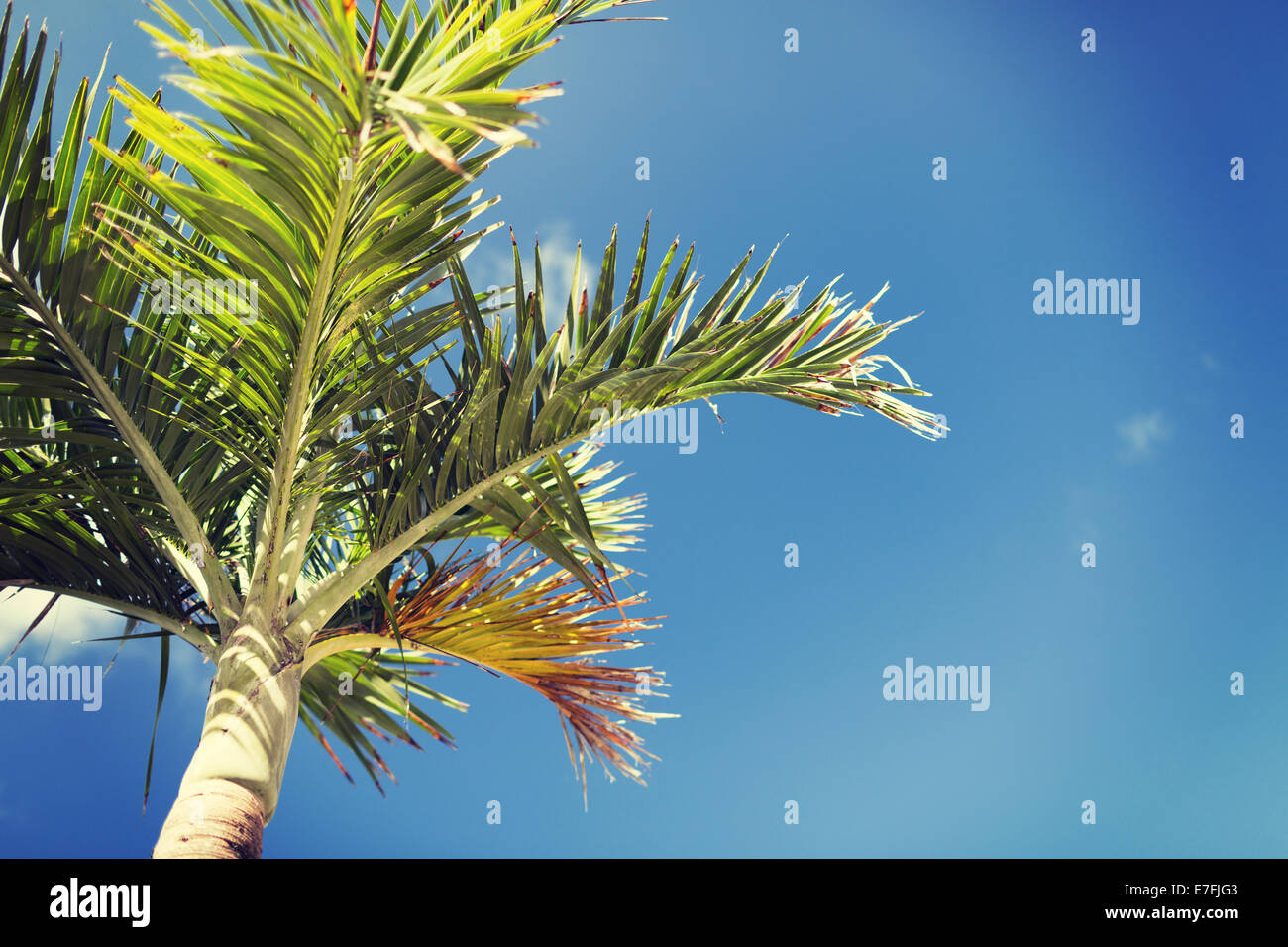 Palm tree branches over white hi-res stock photography and images - Alamy