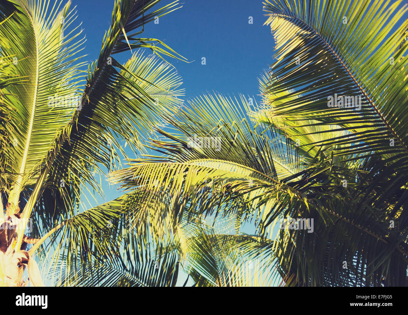 Palm tree branches over white hi-res stock photography and images - Alamy
