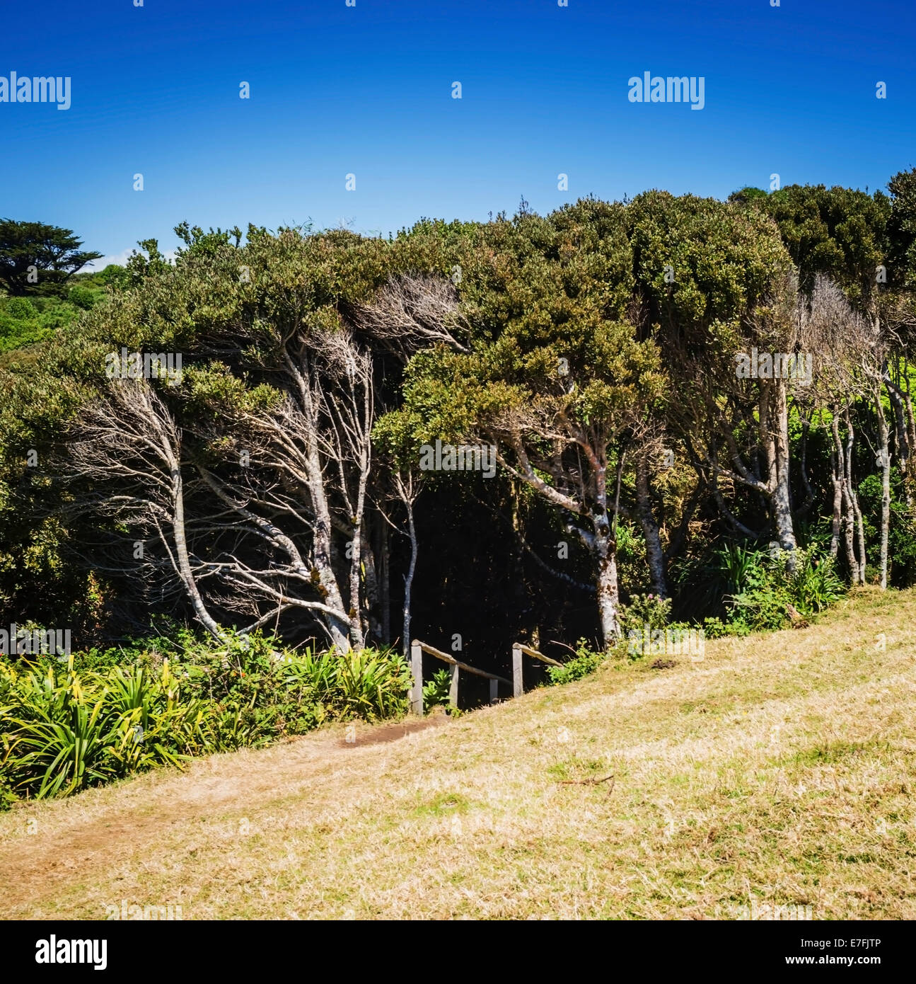 Entrance to the forest Stock Photo - Alamy