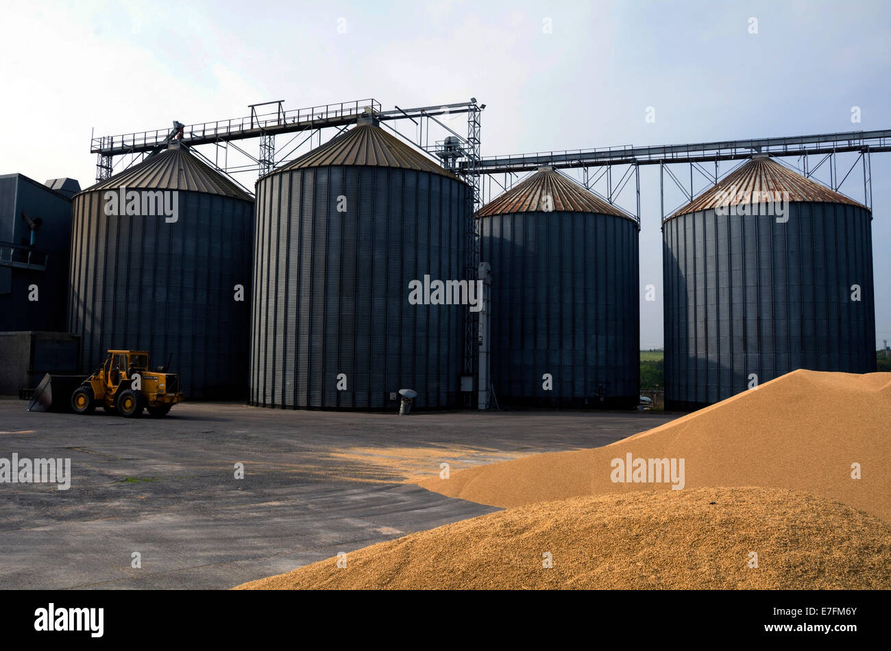 Piles of grain in the yard at a grain processing and storage plant ...