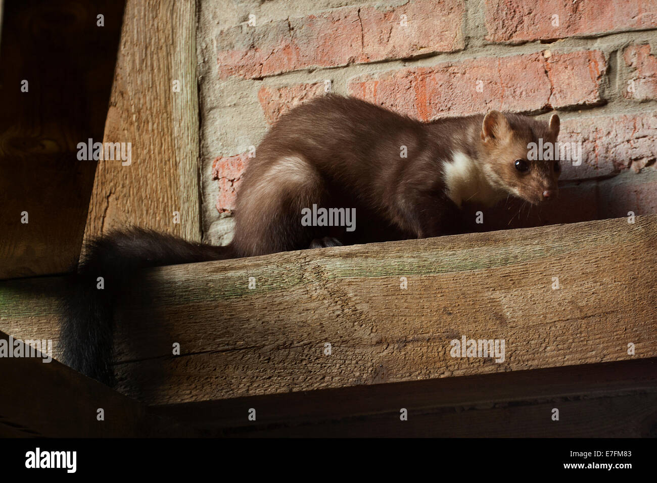 Beech marten / stone marten / white-breasted marten (Martes foina ...