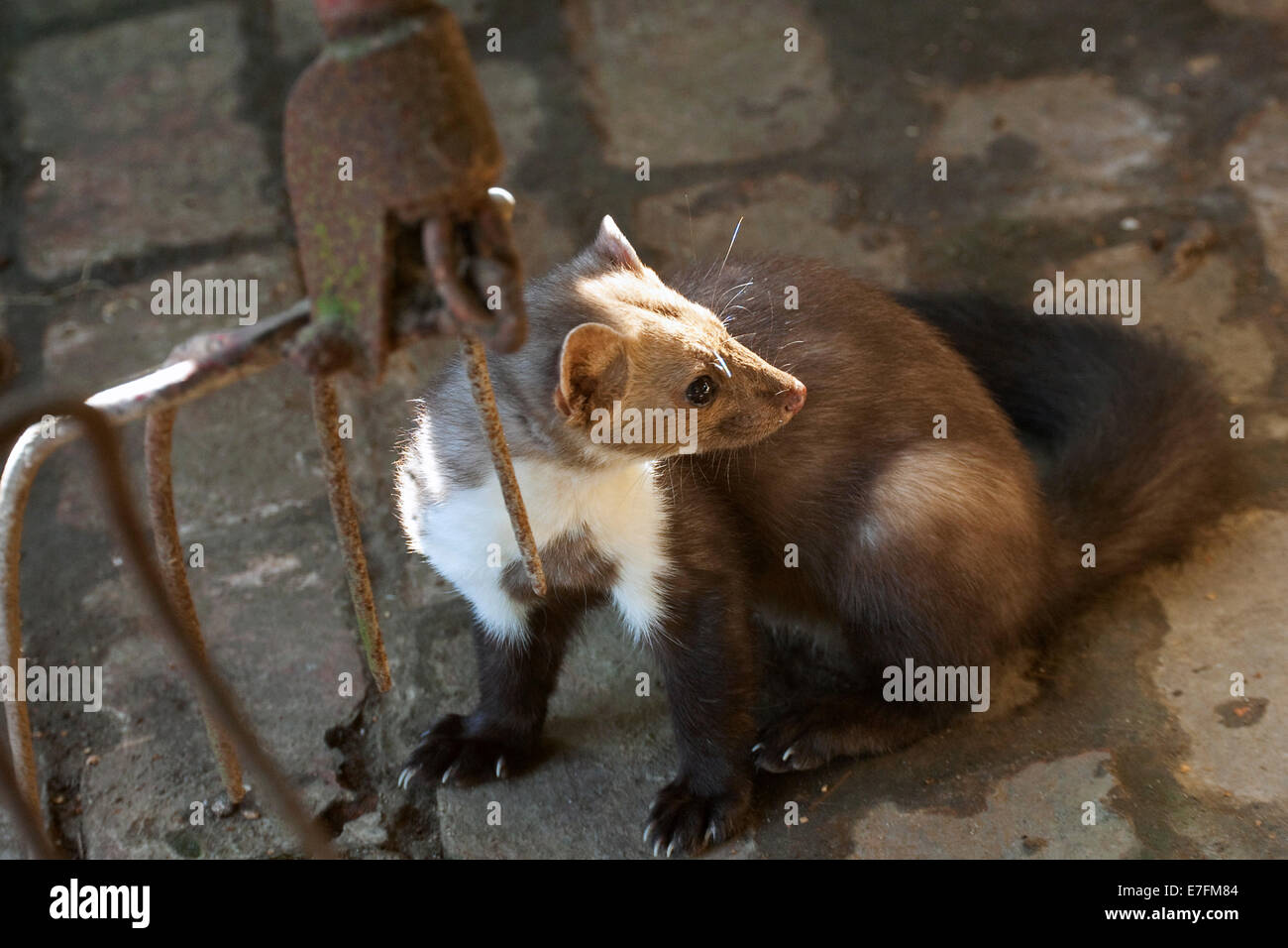 Beech marten / stone marten / white-breasted marten (Martes foina ...