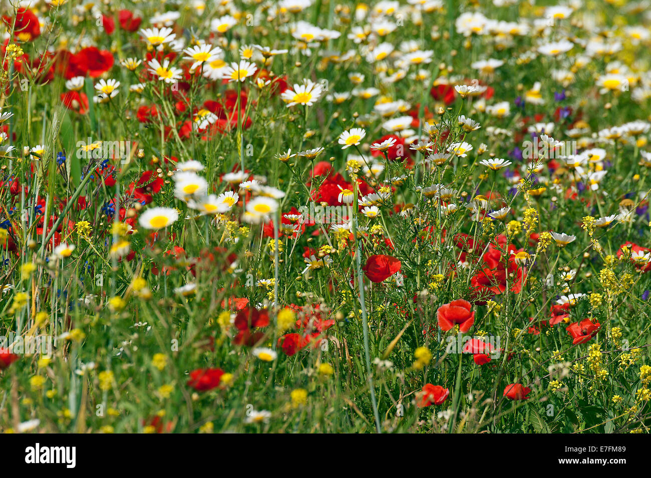 Colourful wildflowers, herbs and weeds flowering in field in spring ...