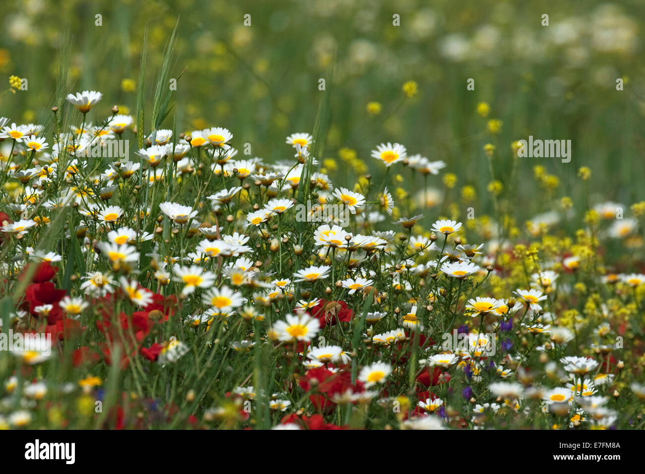 Colourful wildflowers, herbs and weeds flowering in field in spring ...