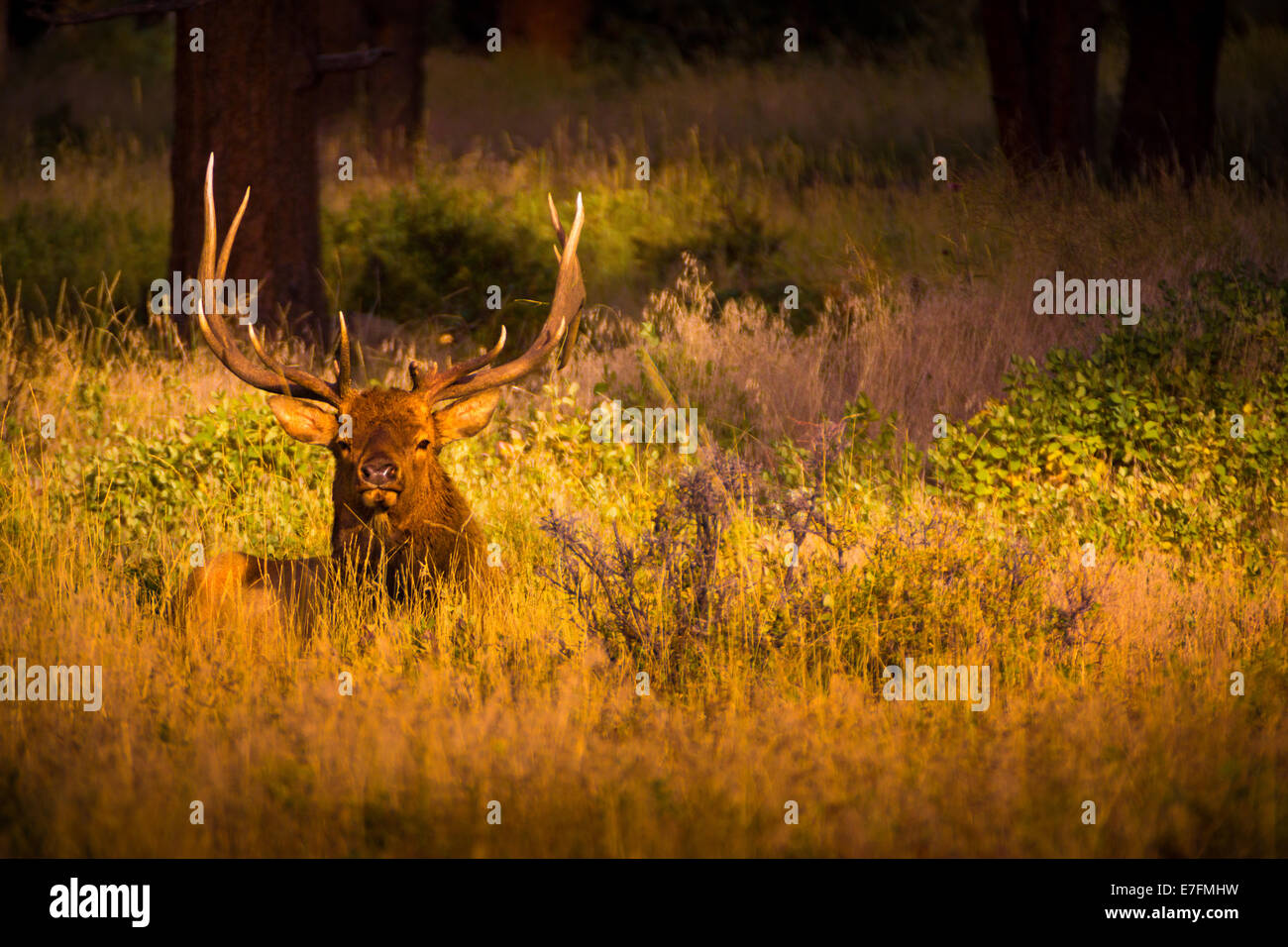 A bull Elk rests in the morning golden hour sunlight during the annual ...