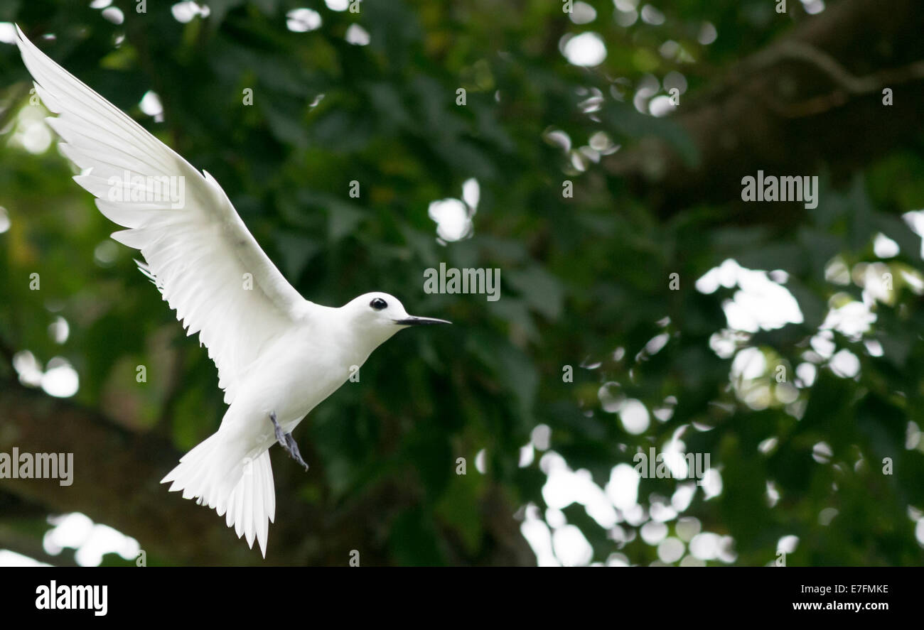 Fairy tern atlantic hi-res stock photography and images - Alamy