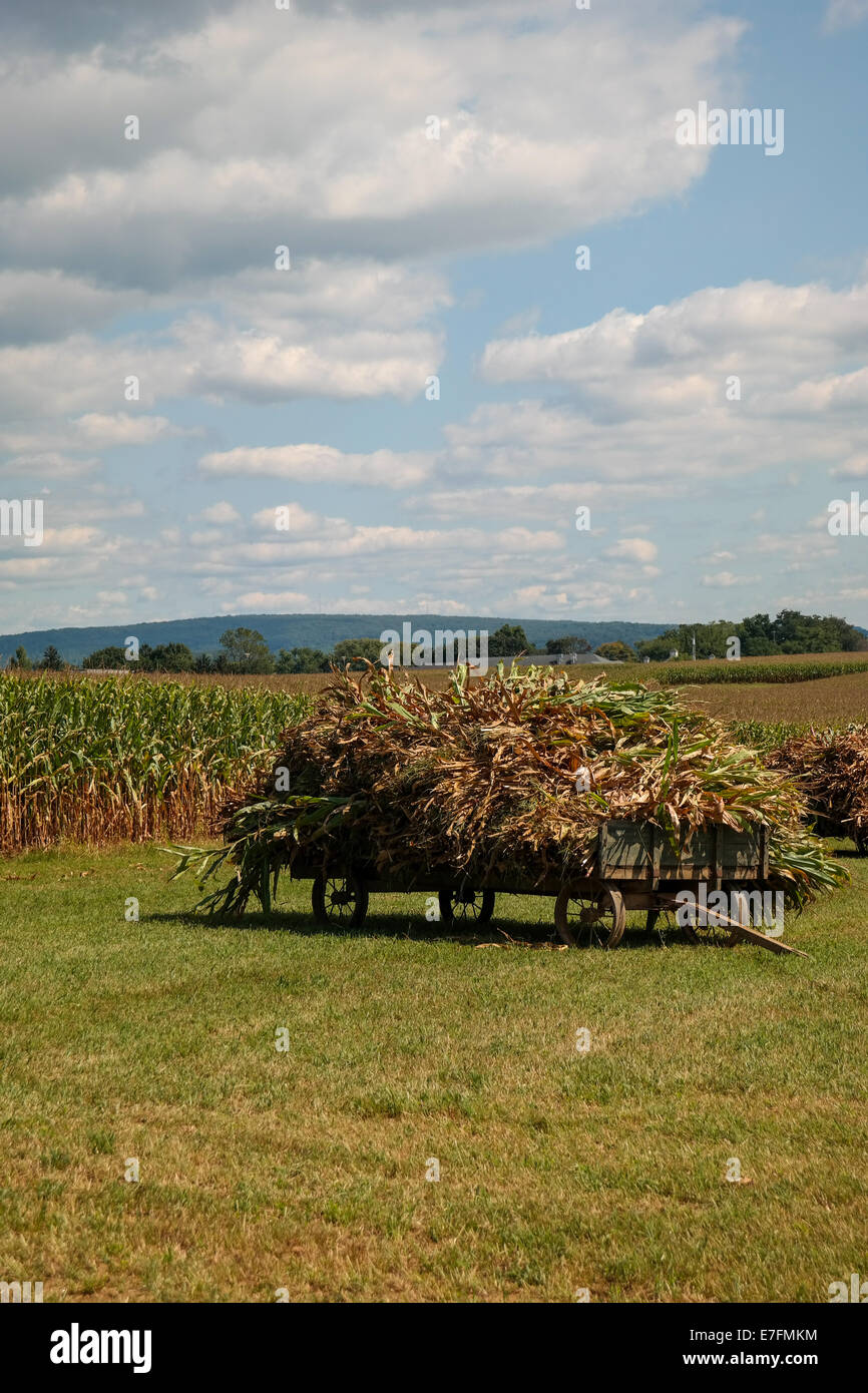 Pennsylvania lancaster corn hi-res stock photography and images - Alamy