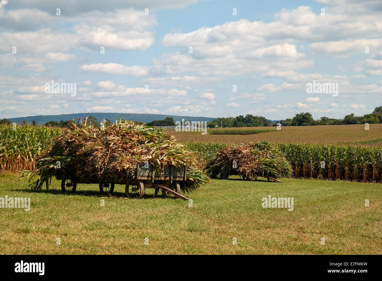 Pennsylvania lancaster corn hi-res stock photography and images - Alamy