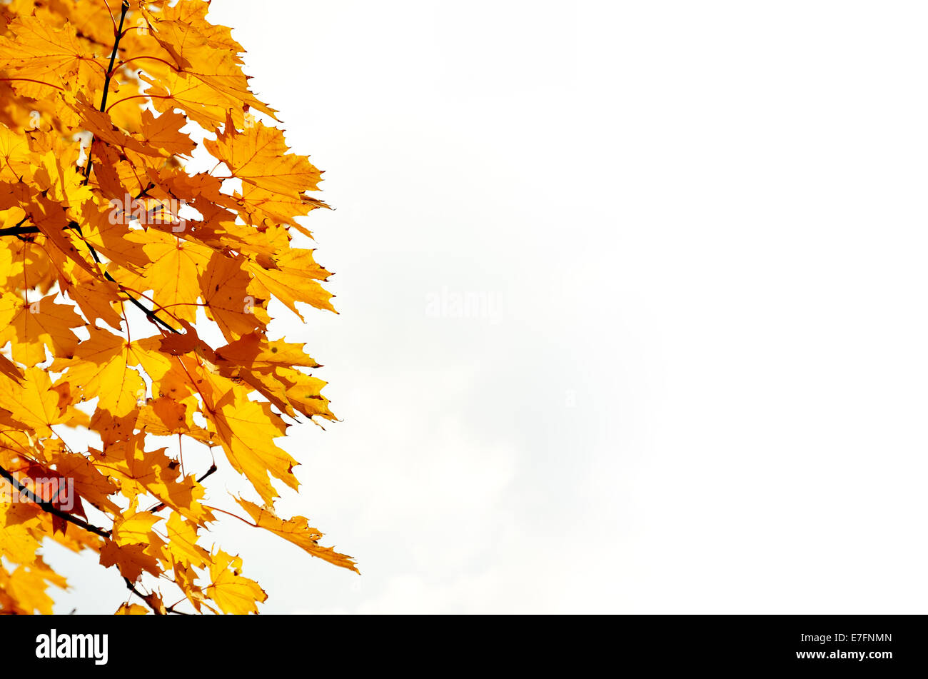 Maple branches under the cloudy autumn sky Stock Photo - Alamy