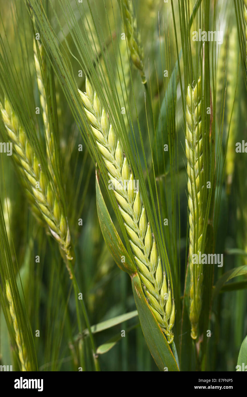 Barley, Worcestershire, England, United Kingdom, Europe Stock Photo - Alamy