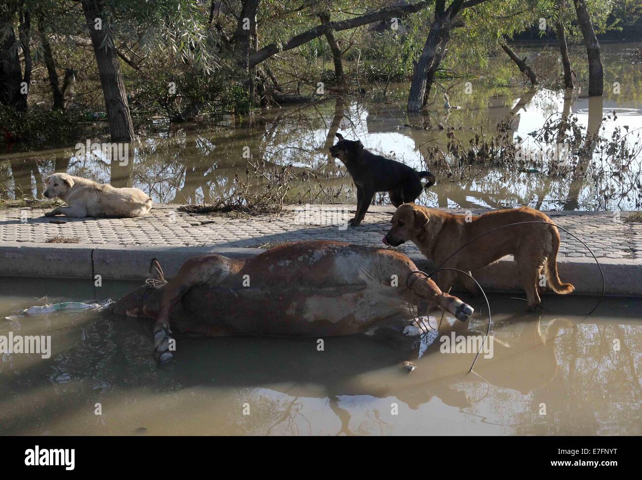 Dogs Kashmir High Resolution Stock Photography and Images - Alamy