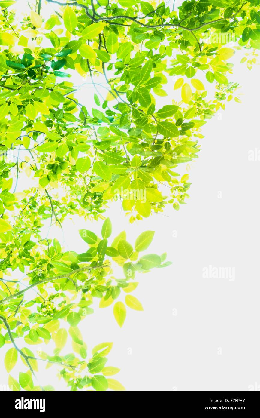 Abstract sapling hi-res stock photography and images - Alamy