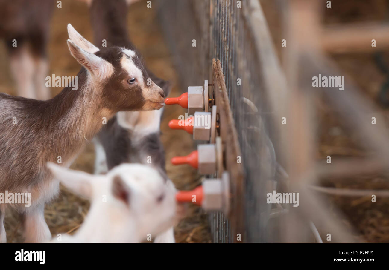 Baby goats feeding on farm Stock Photo - Alamy