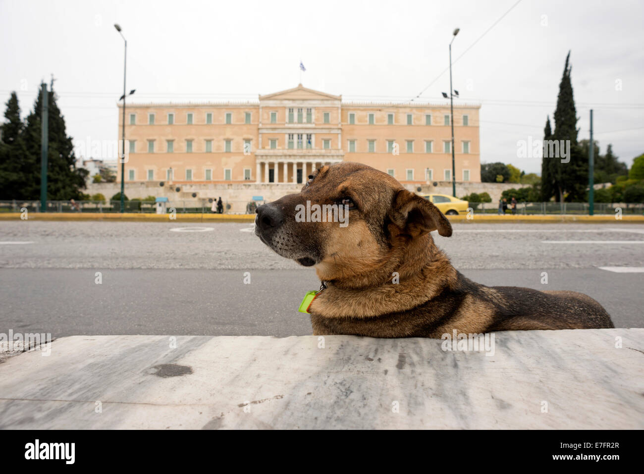 Stray dog in front of the Greek Parliament House in Syntagma ...