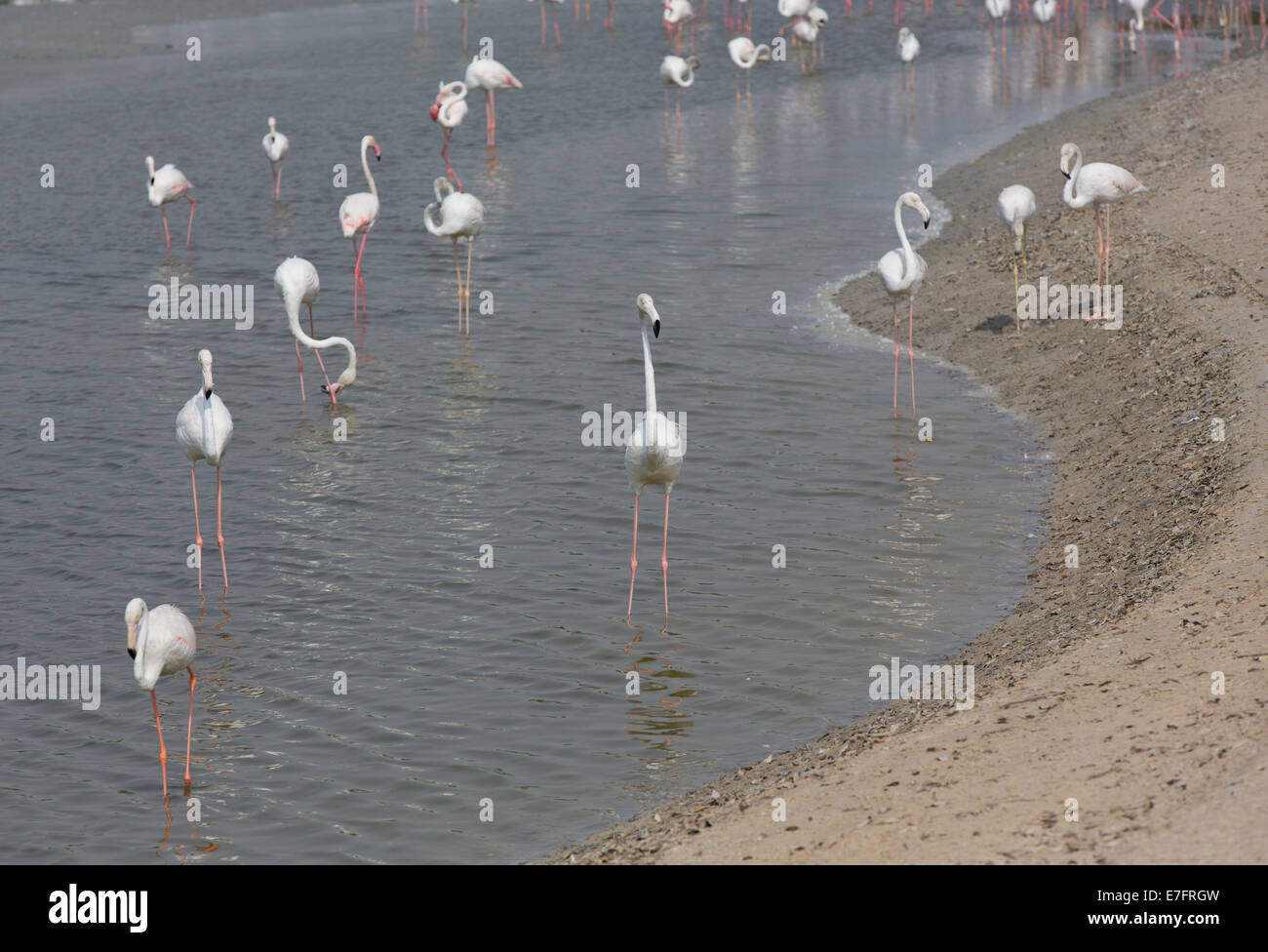 Flamingos in the Ras Al Khor Wildlife Sanctuary in Dubai Stock Photo ...