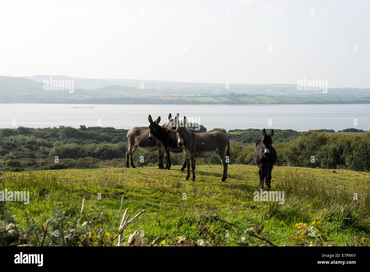 Donkeys (Equus africanus asinus) in a field, Rosnakill, Fanad head ...