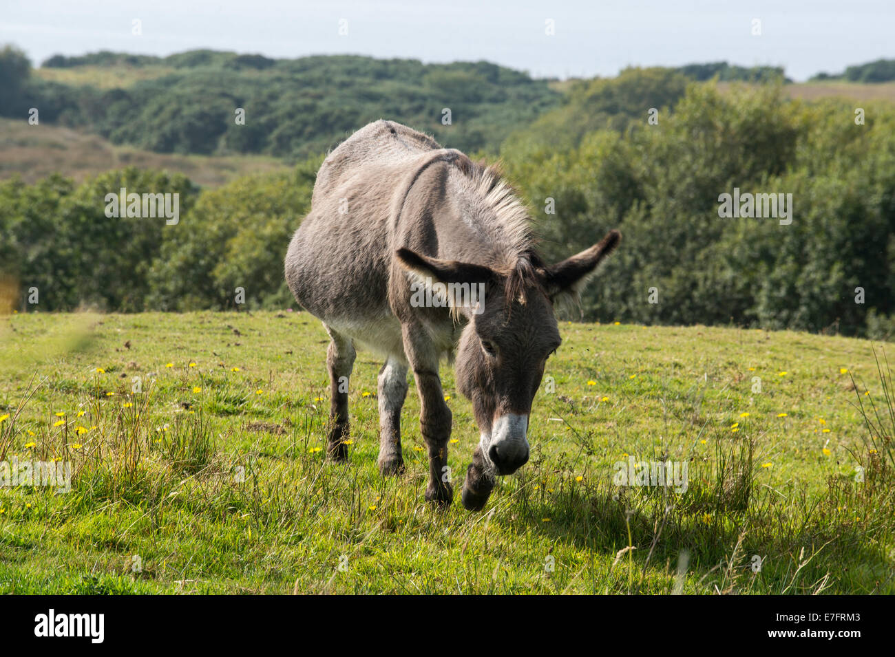 Pregnant donkey (Equus africanus asinus) in a field, Rosnakill, Fanad ...