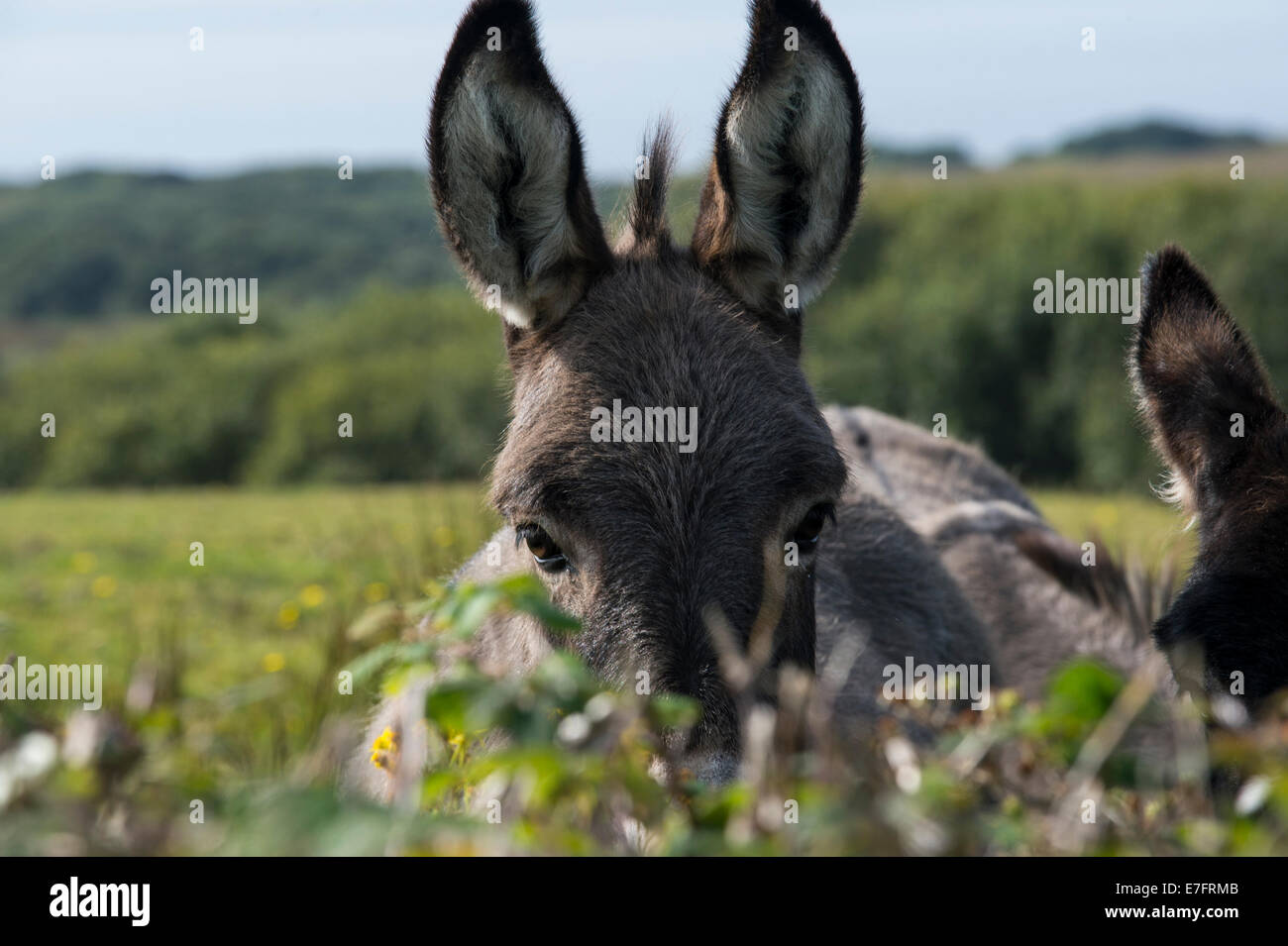 Donkey (Equus africanus asinus) in a field, Rosnakill, Fanad head ...