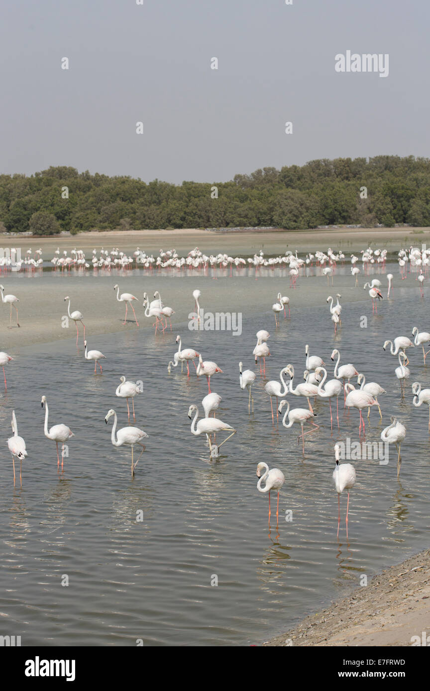 Flamingos in the Ras Al Khor Wildlife Sanctuary in Dubai Stock Photo ...