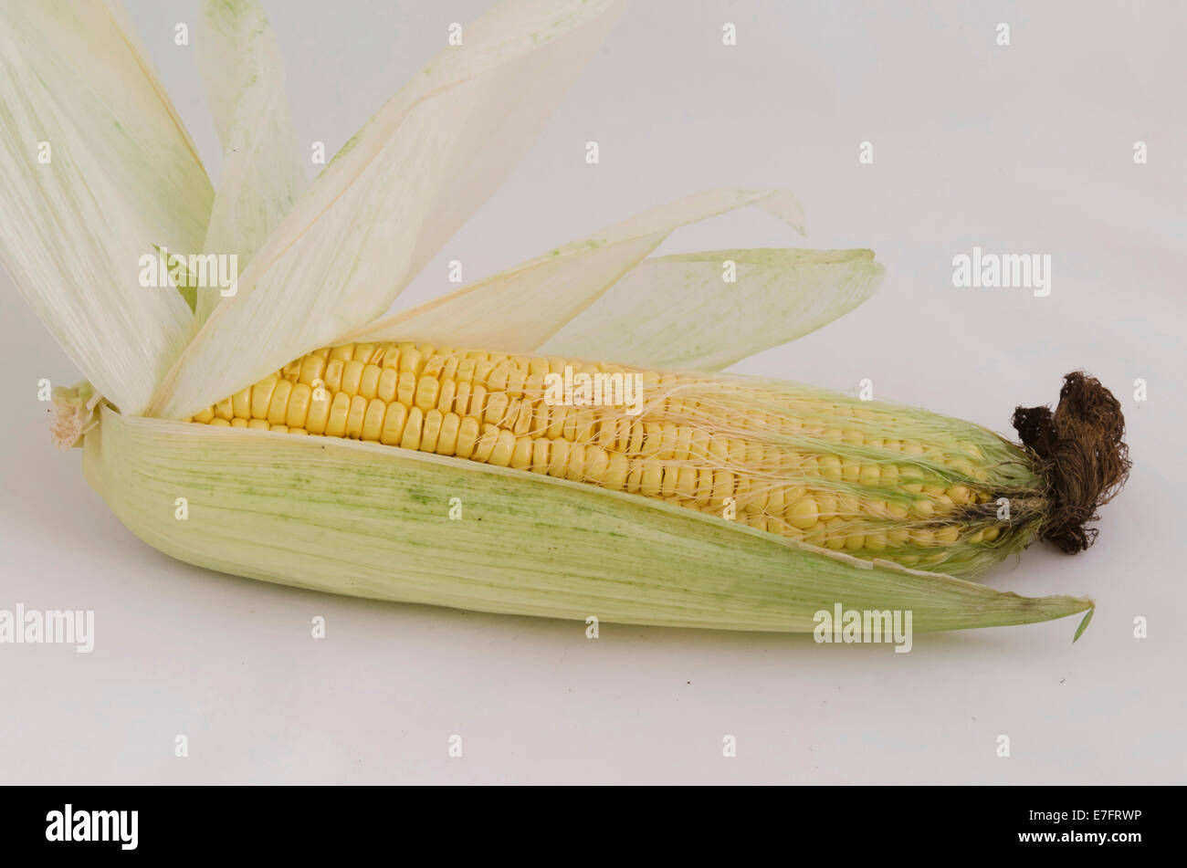 Maize (Zea mays) cob detail between green leaves Stock Photo - Alamy