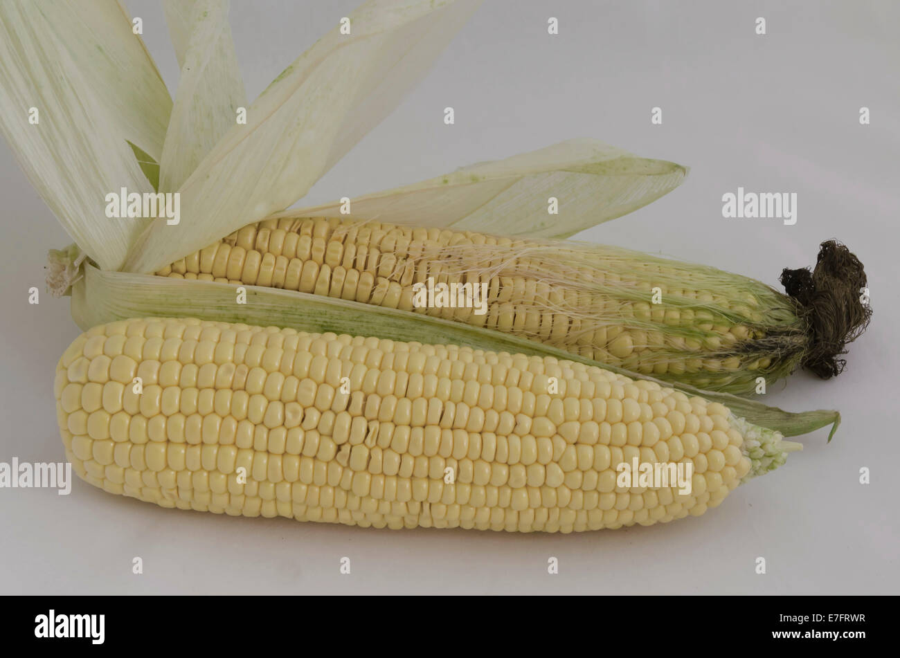 Maize leaves hi-res stock photography and images - Alamy