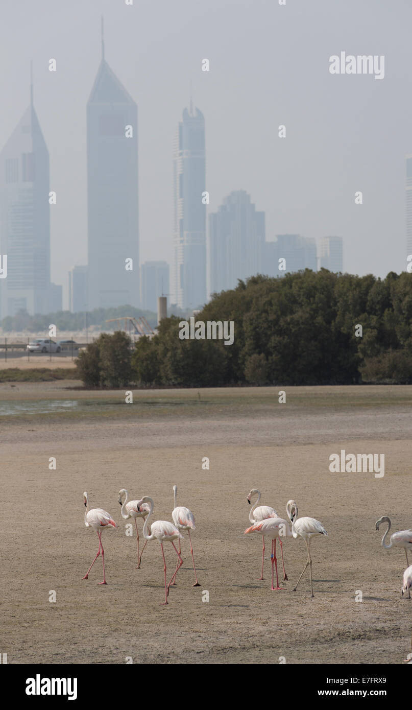 Flamingos in the Ras Al Khor Wildlife Sanctuary in Dubai Stock Photo ...