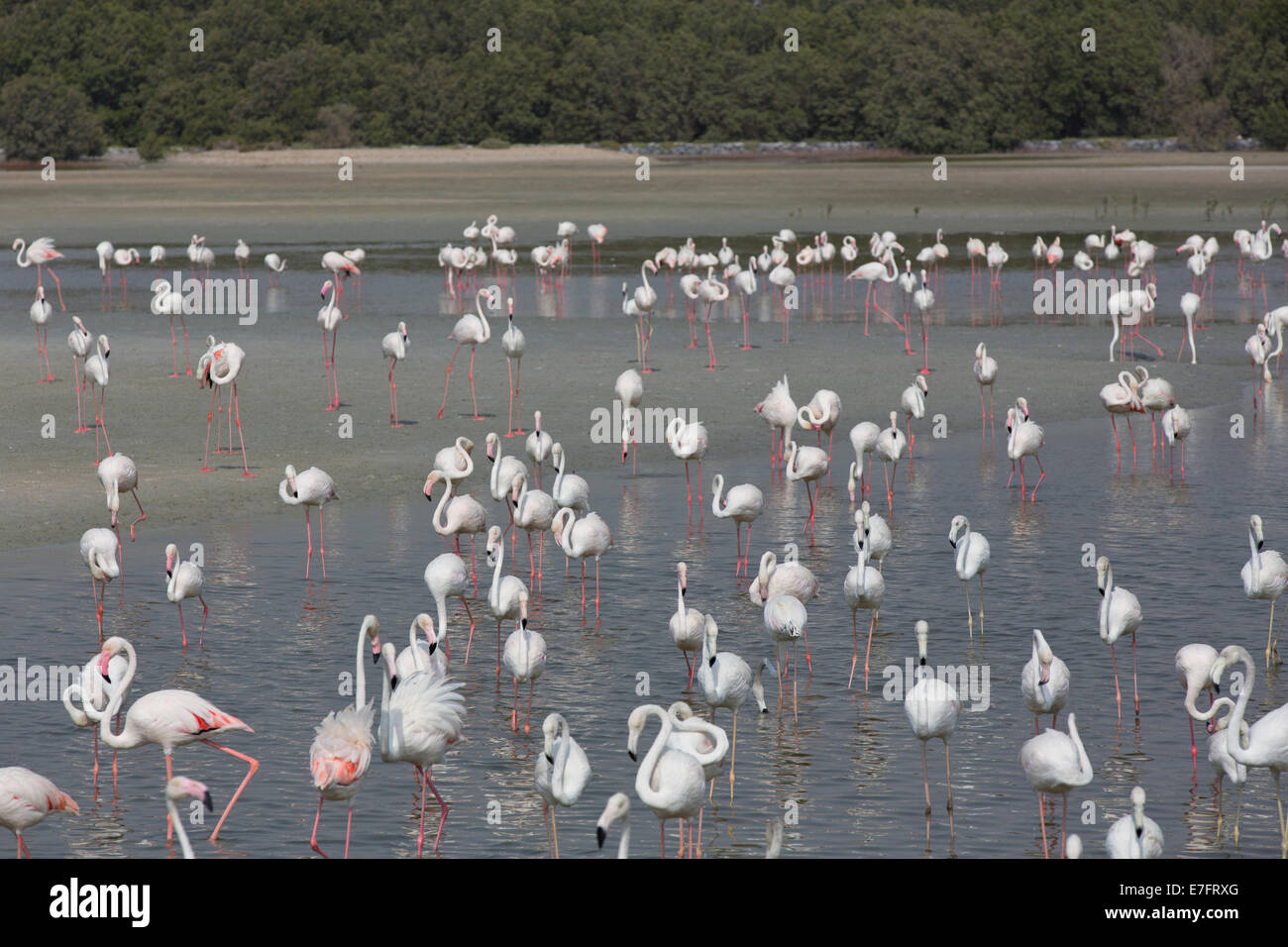 Flamingos in the Ras Al Khor Wildlife Sanctuary in Dubai Stock Photo ...