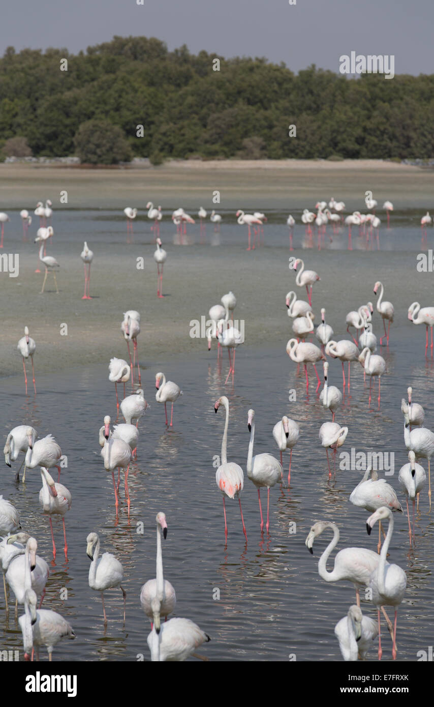 Flamingos in the Ras Al Khor Wildlife Sanctuary in Dubai Stock Photo ...